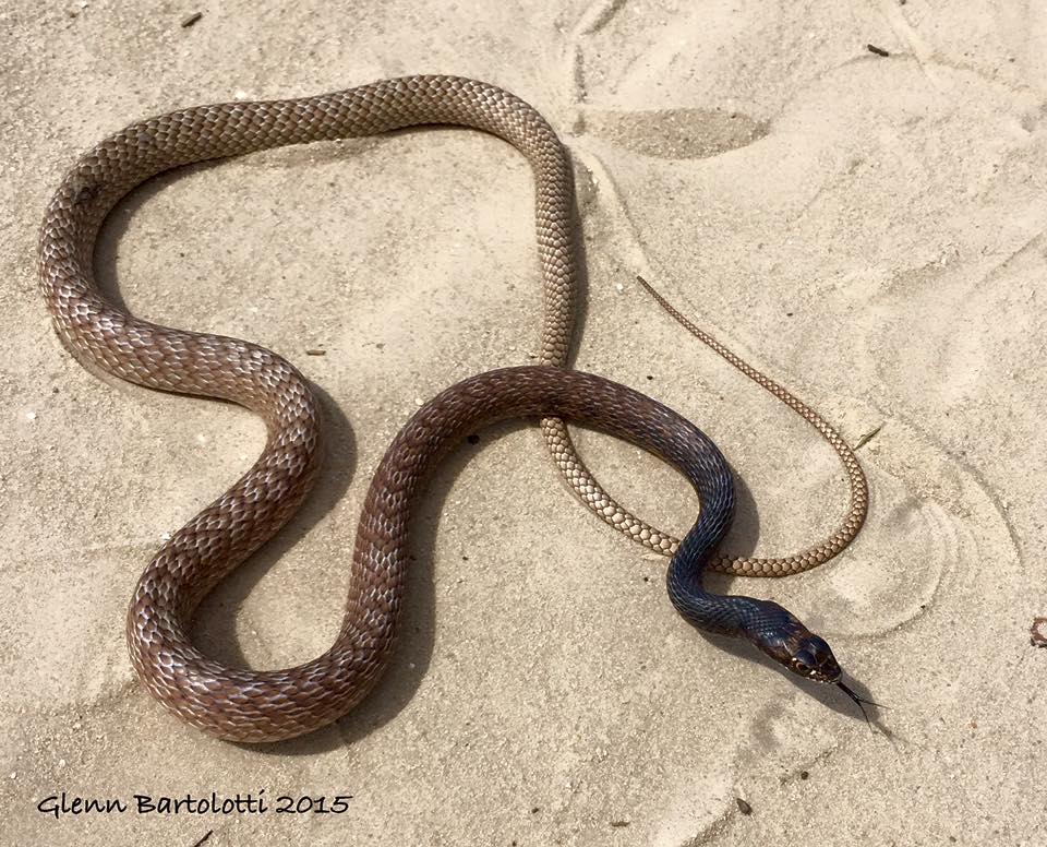 Snakes – Baldwin Hills Nature