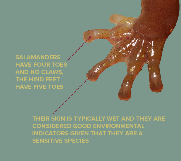 Salamanders – Baldwin Hills Nature
